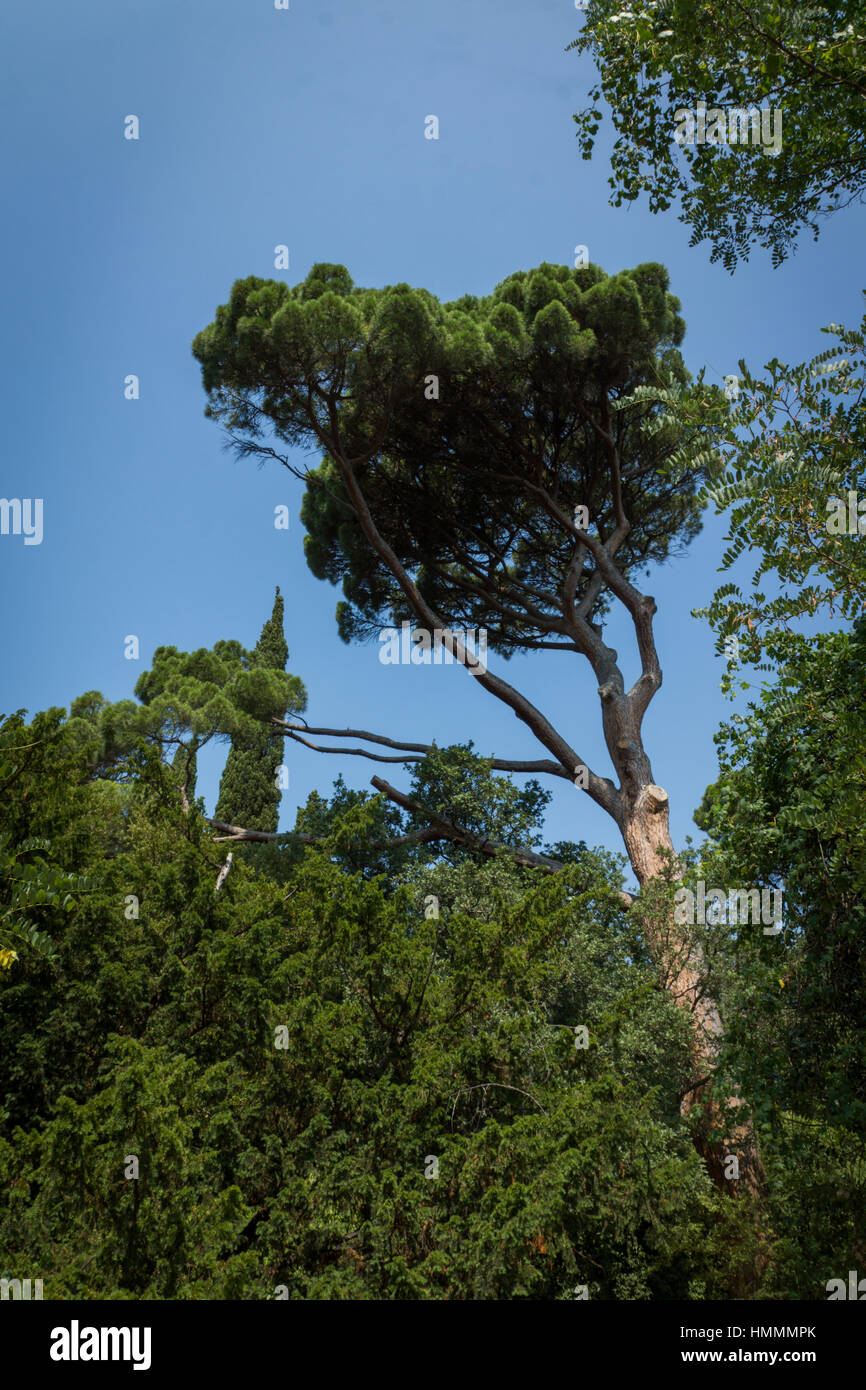 Park in Livadiya palace in Crimea, Russia Stock Photo - Alamy
