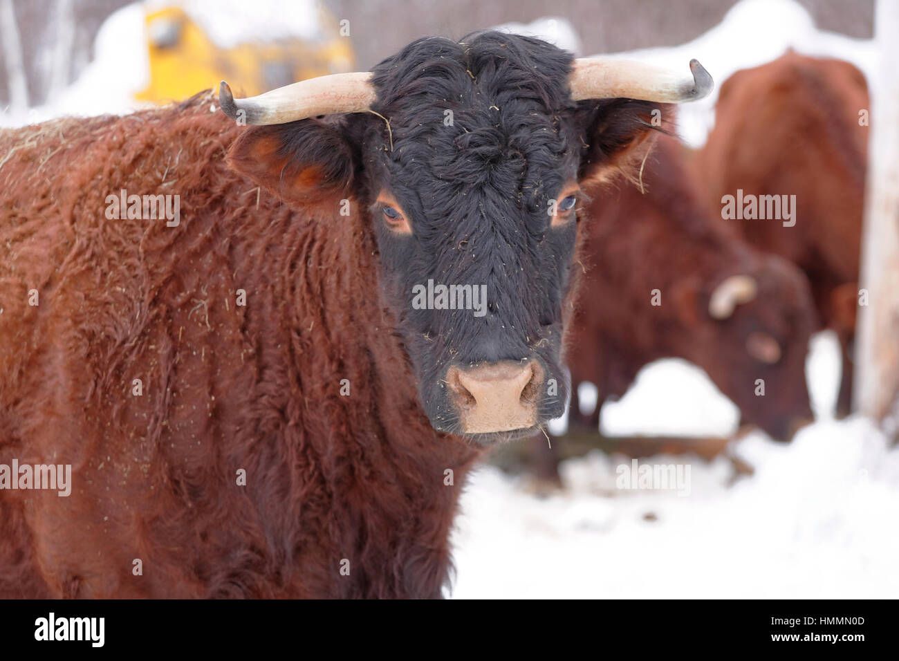Large scale cattle farming hi-res stock photography and images - Alamy