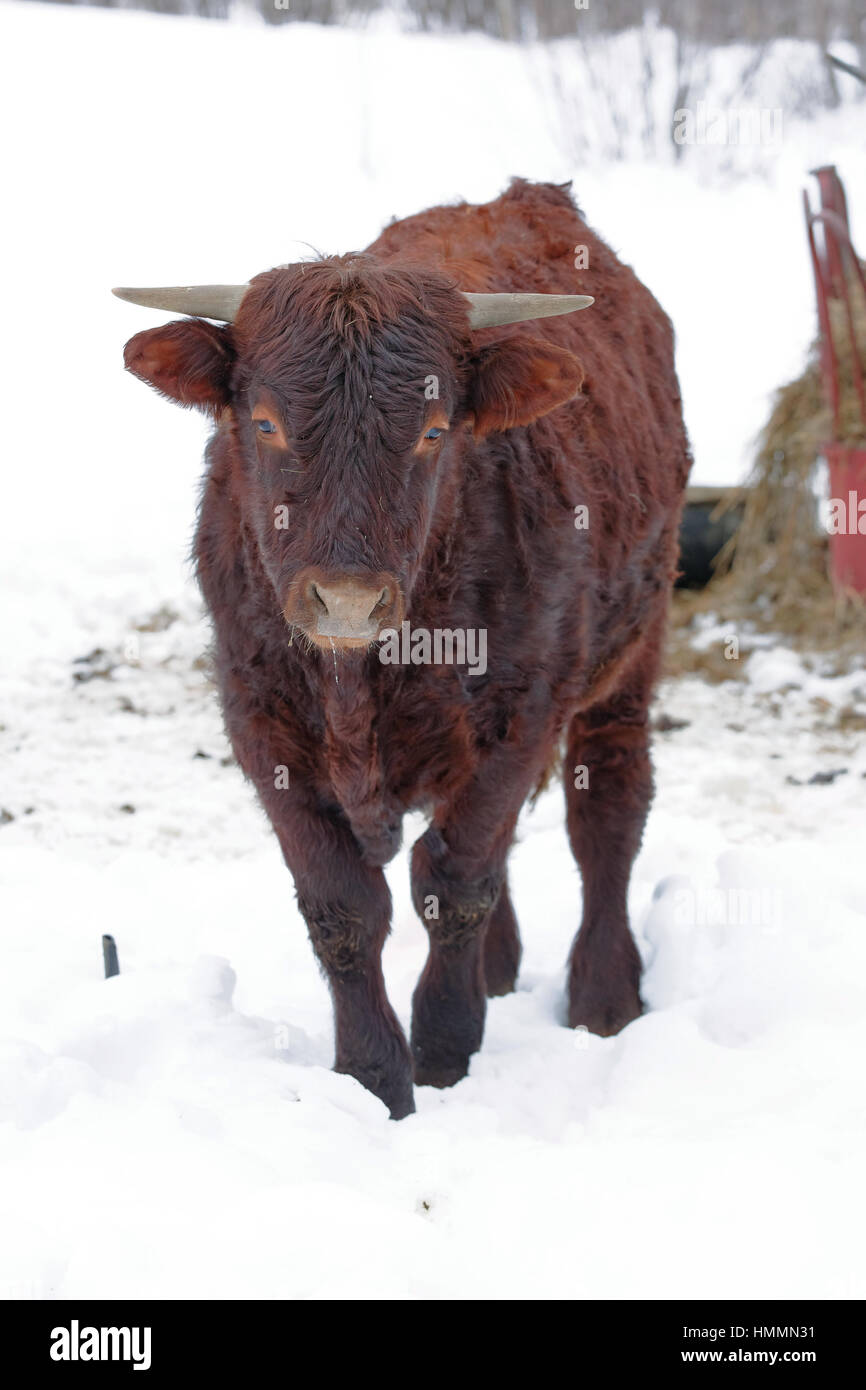 Farming and stress hi-res stock photography and images - Alamy