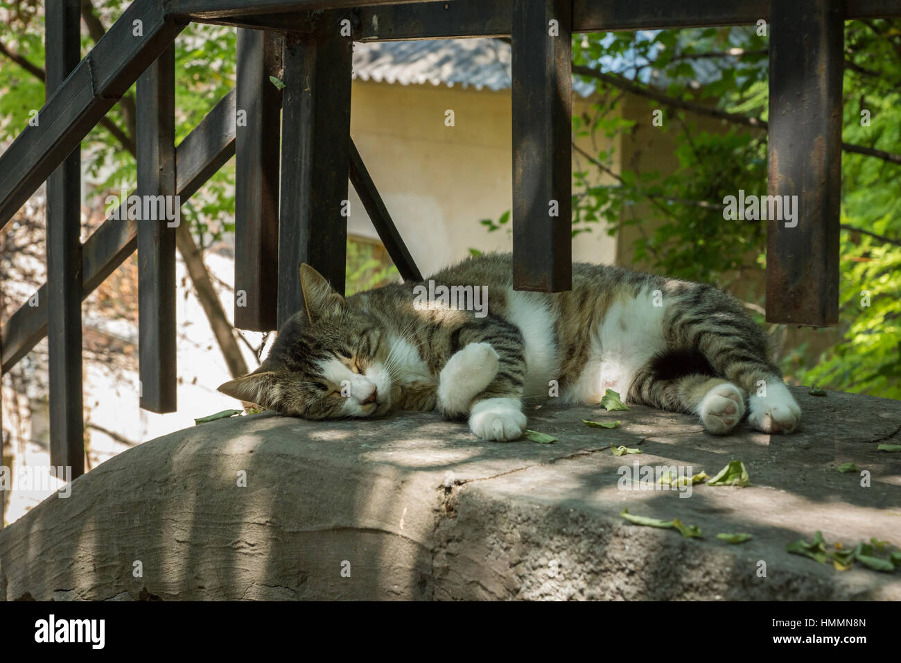 Animal shade hi-res stock photography and images - Alamy