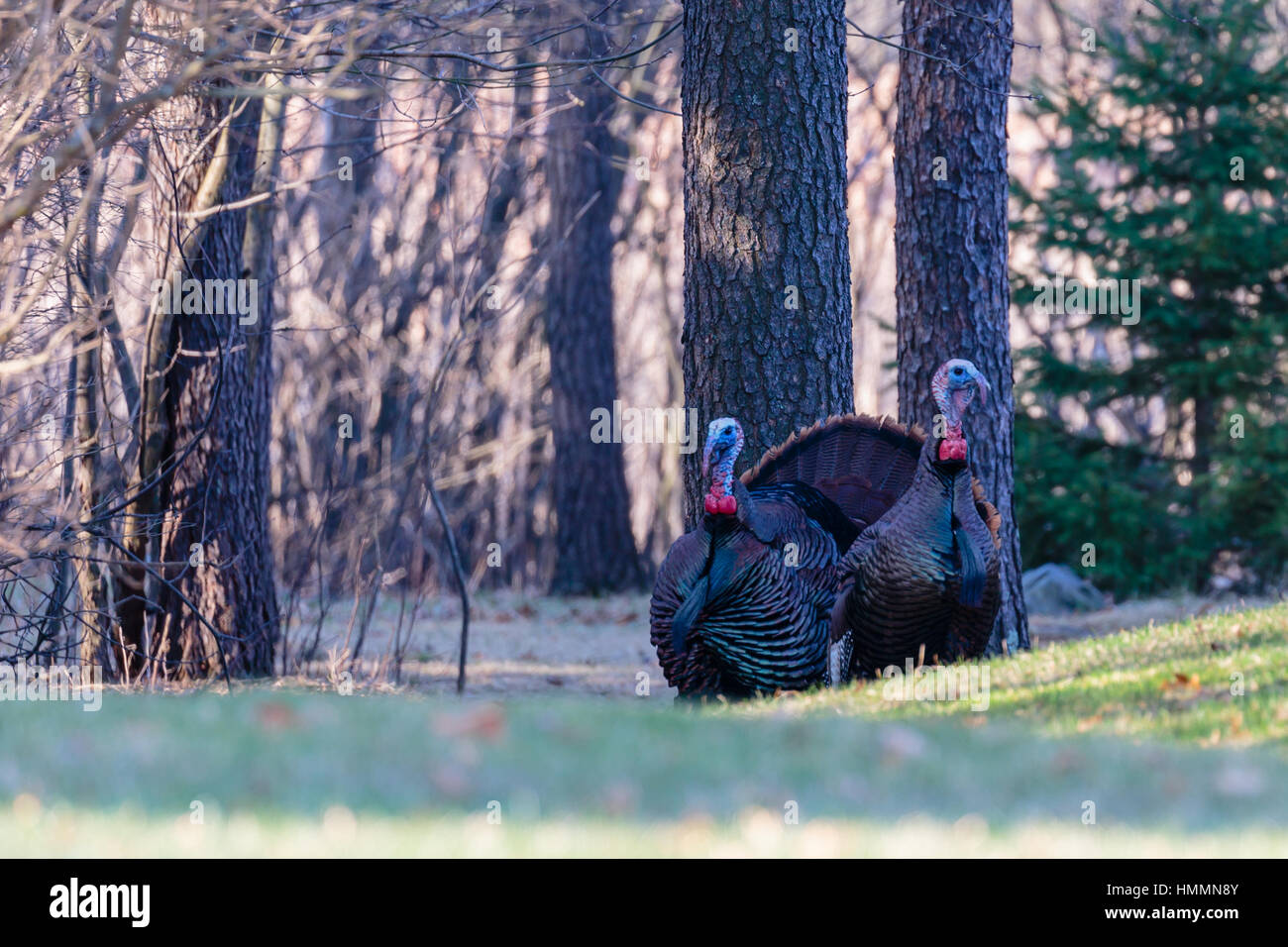 Turkey beard flower hi-res stock photography and images - Alamy