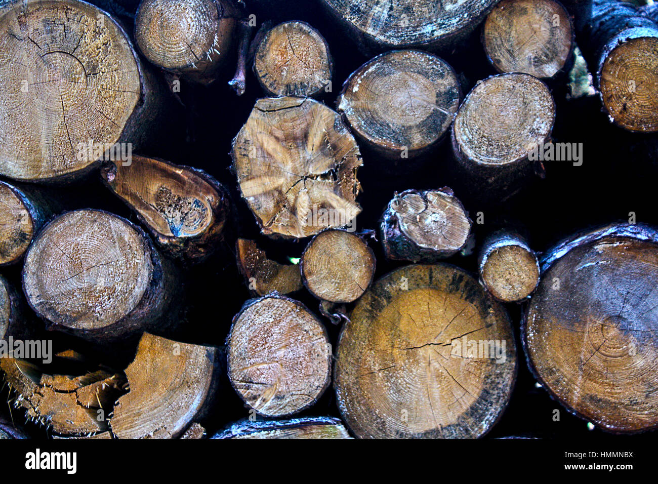 Lots of Logs Stock Photo - Alamy