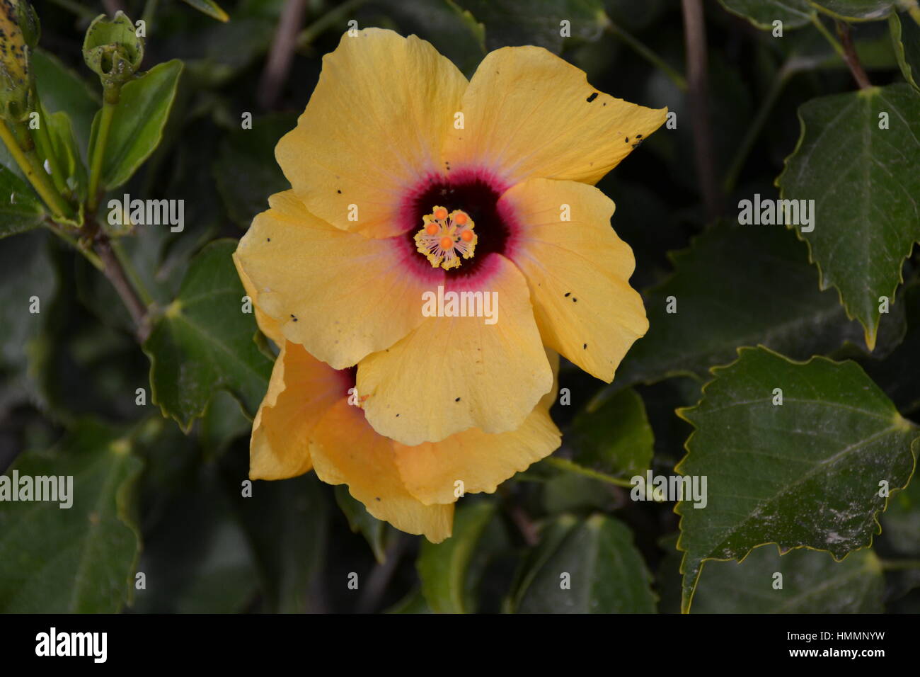 Colorful yellow blossom of hibiscus flower Stock Photo - Alamy