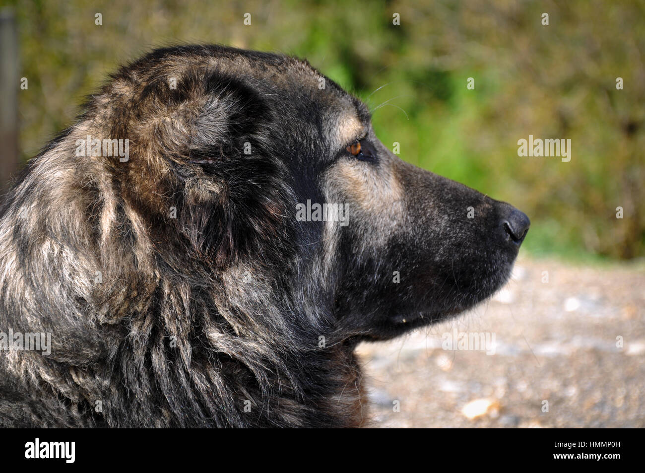 Anatolian shepherd dog hi-res stock photography and images - Alamy