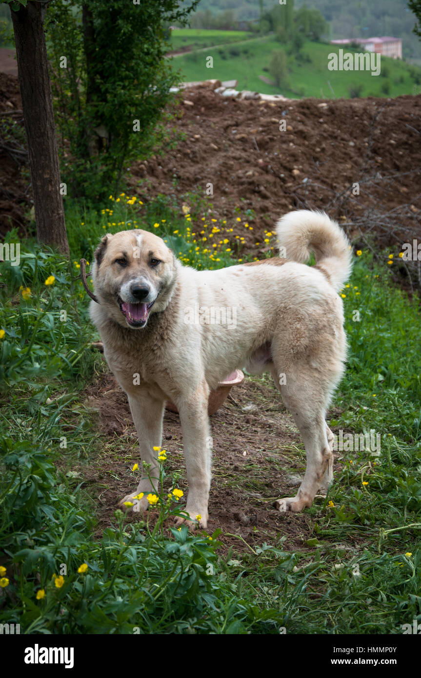 Anatolian shepherd dog hi-res stock photography and images - Alamy