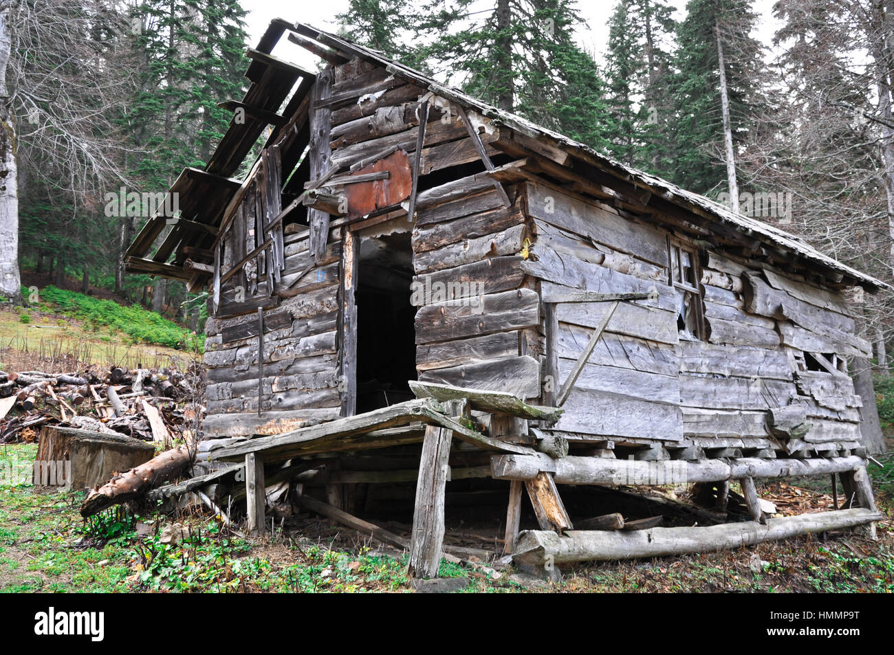 Shabby wooden hut in the forest. Early autumm day Stock Photo - Alamy