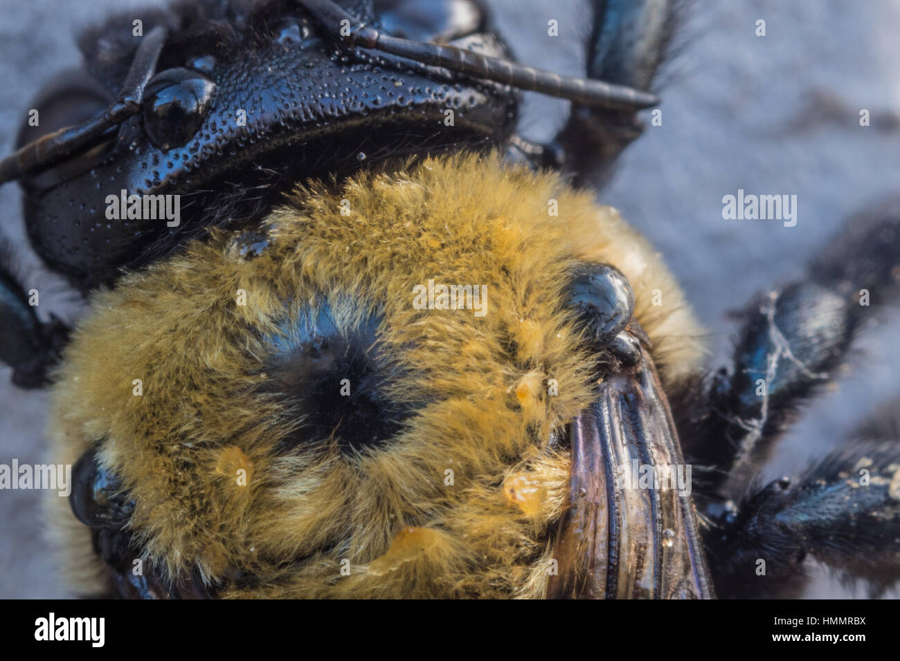 Fuzzy Yellow Back of Bee extreme close up Stock Photo - Alamy