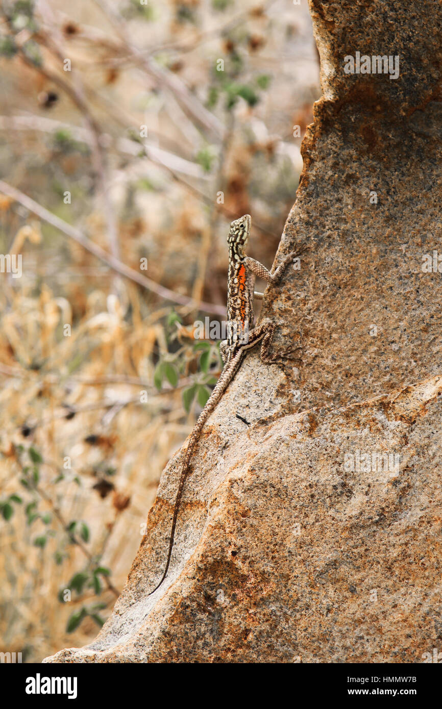 one lizard between rocks in the South African mountains in Namibia ...