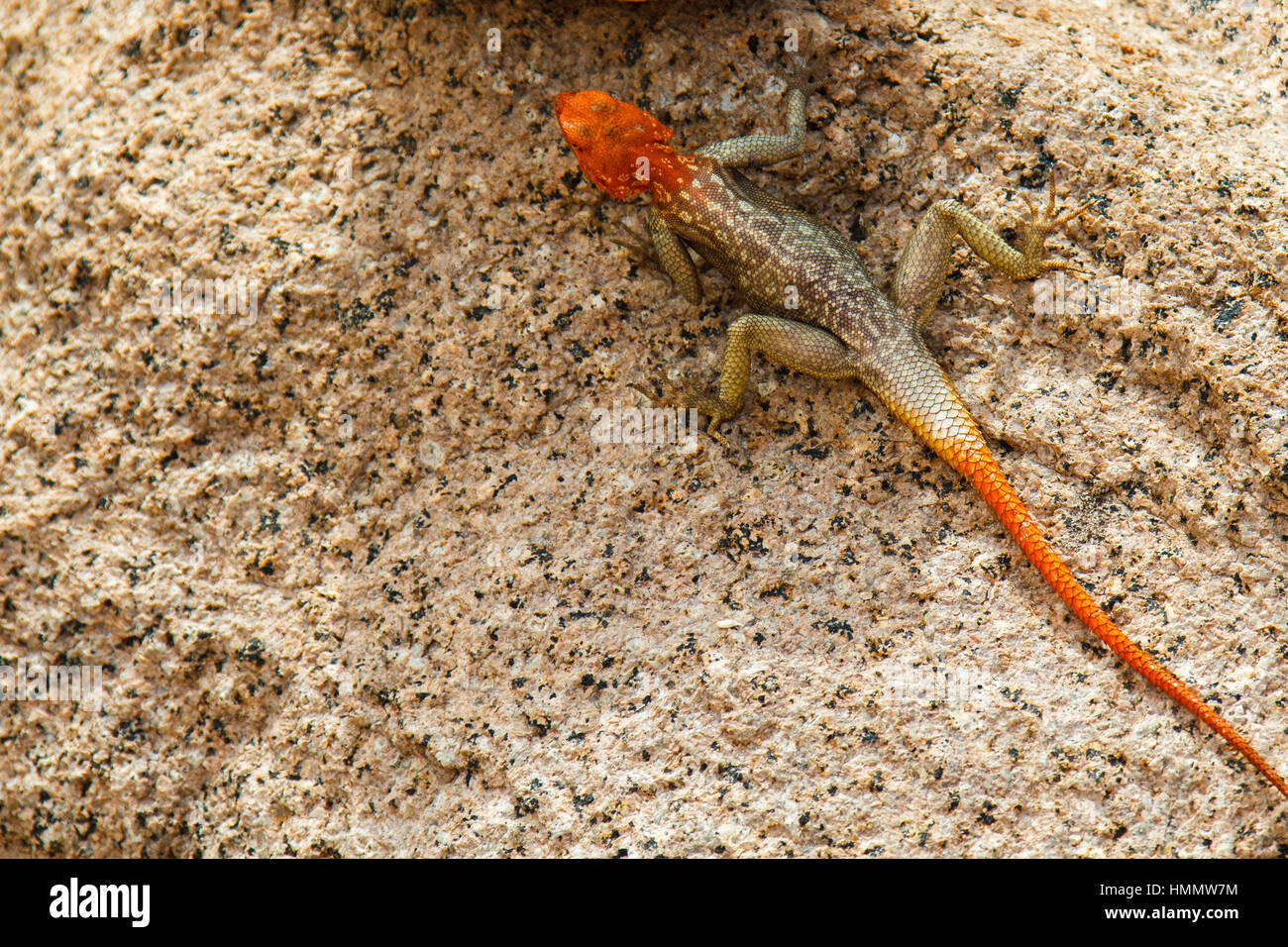 one lizard between rocks in the South African mountains in Namibia ...