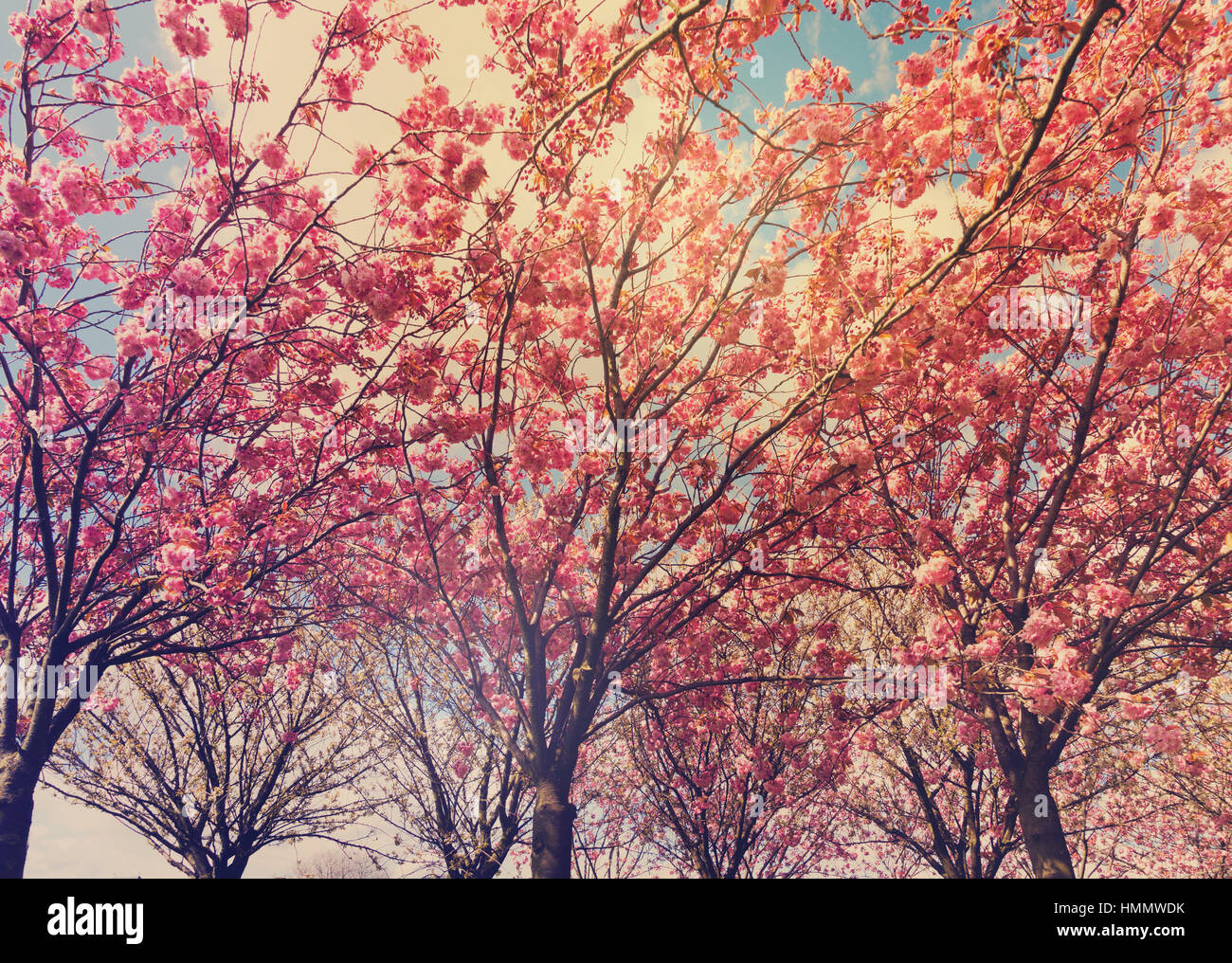 Blooming cherry tree Stock Photo - Alamy