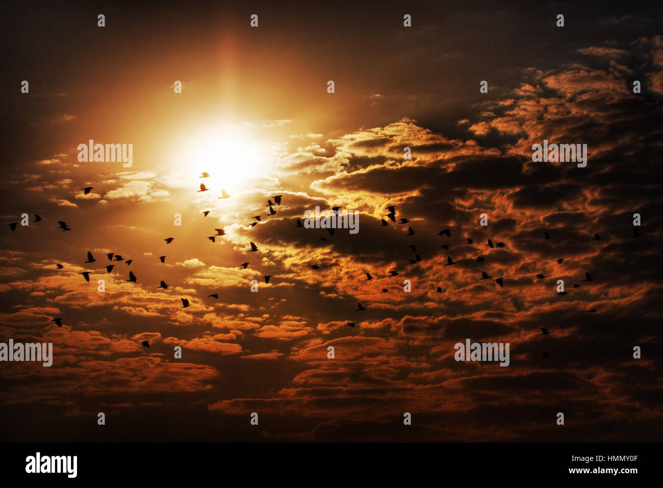Birds against sun hi-res stock photography and images - Alamy