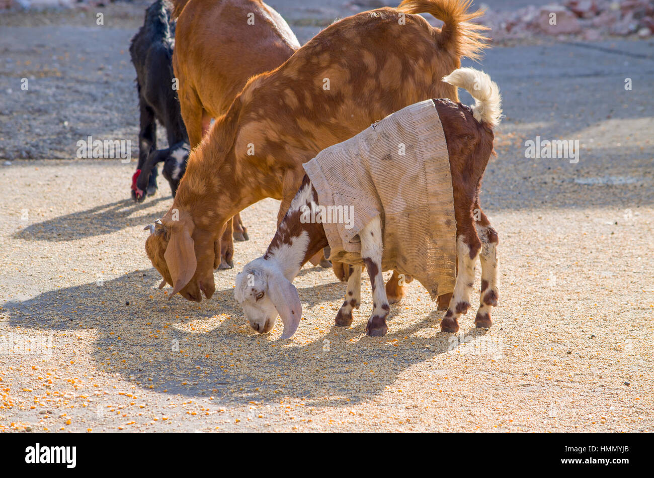 Goat forage hi-res stock photography and images - Alamy