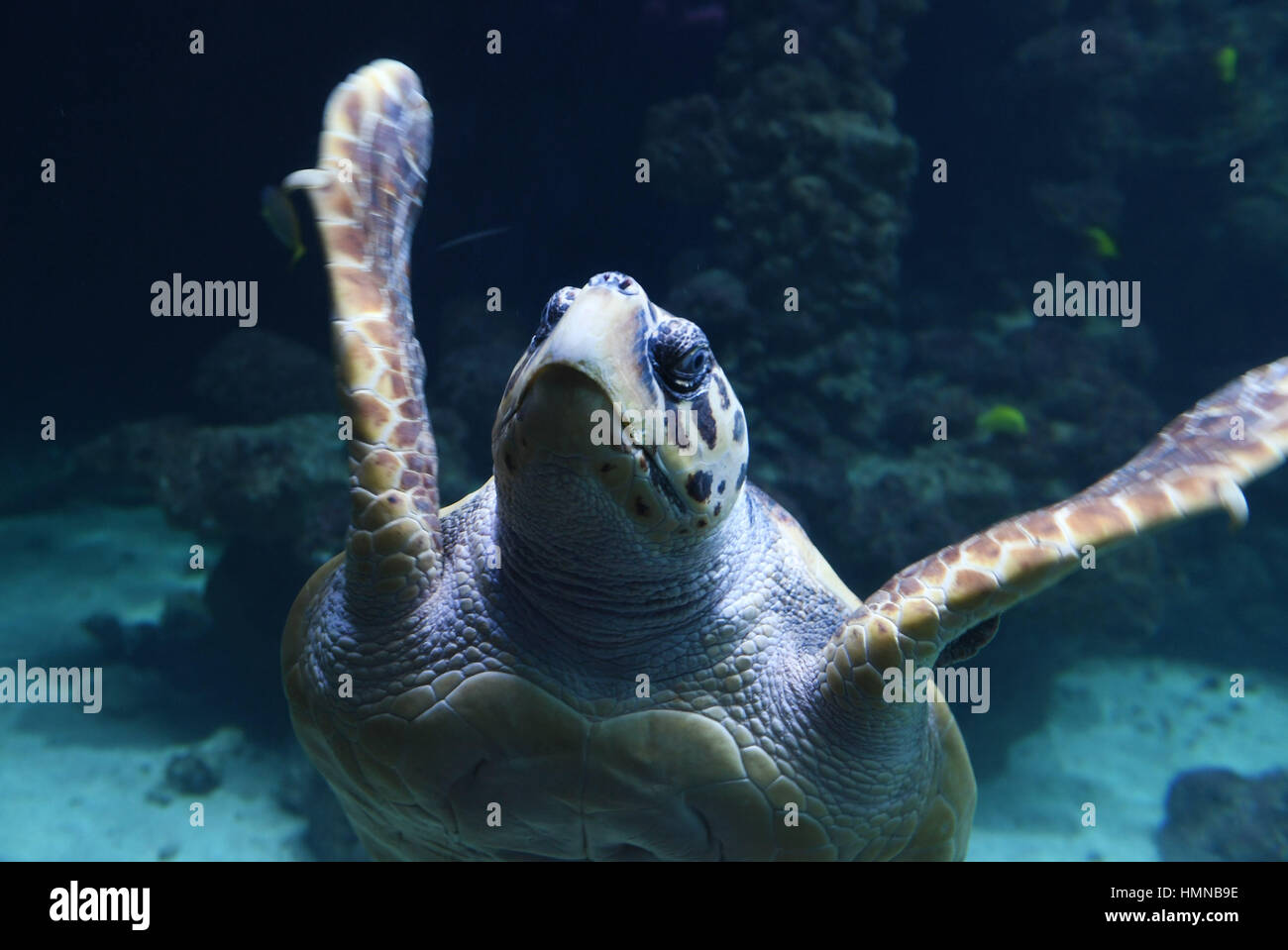 Stralsund, Germany. 09th Feb, 2017. A loggerhead sea turtle in an ...