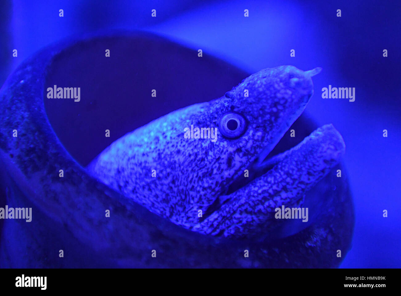 Stralsund, Germany. 09th Feb, 2017. A Roman moray in an aquarium of the ...