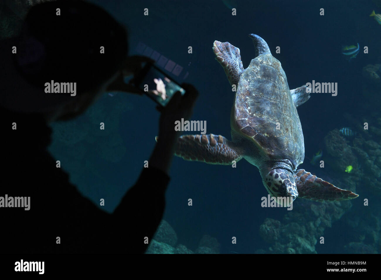 Stralsund, Germany. 09th Feb, 2017. A loggerhead sea turtle in an ...