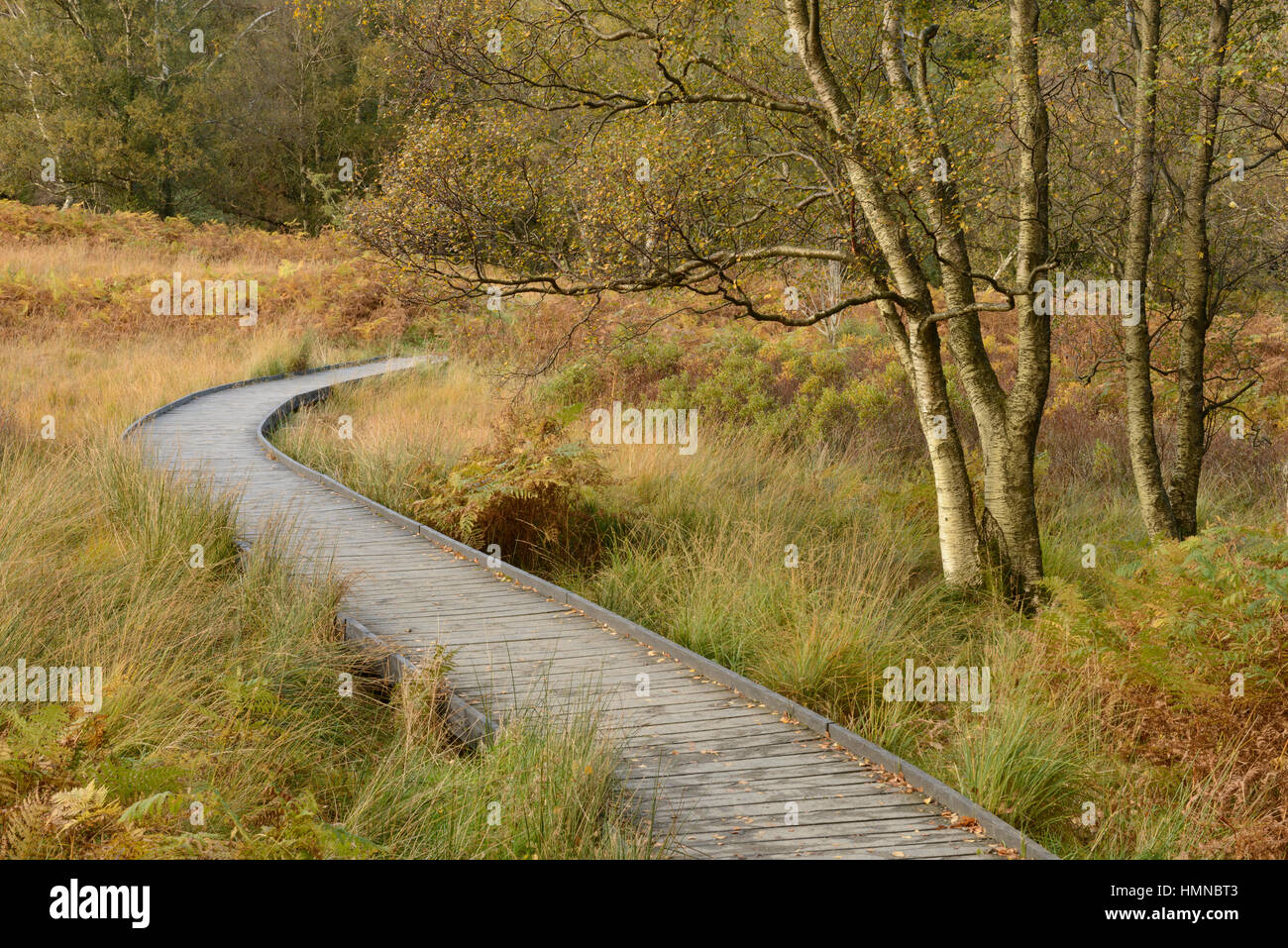 A boardway snaking through Manesty Park near Derwentwater in the Lake ...