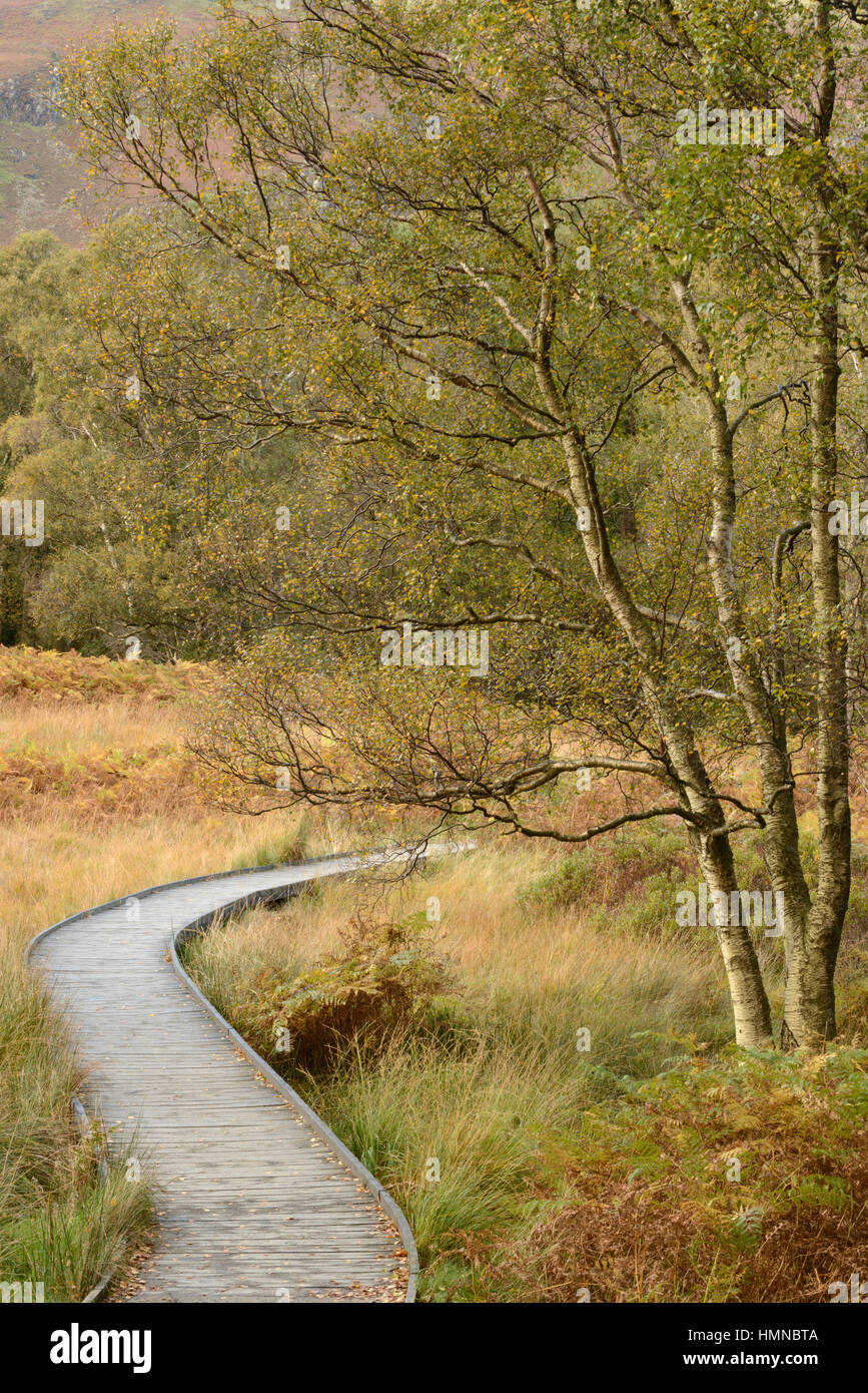 A boardway snaking through Manesty Park near Derwentwater in the Lake ...