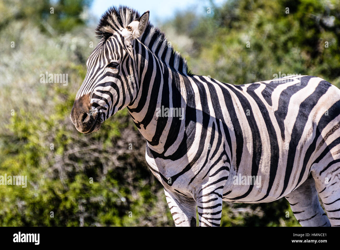 Outdoor color wildlife zebra portrait of a single cute sweet lovely ...