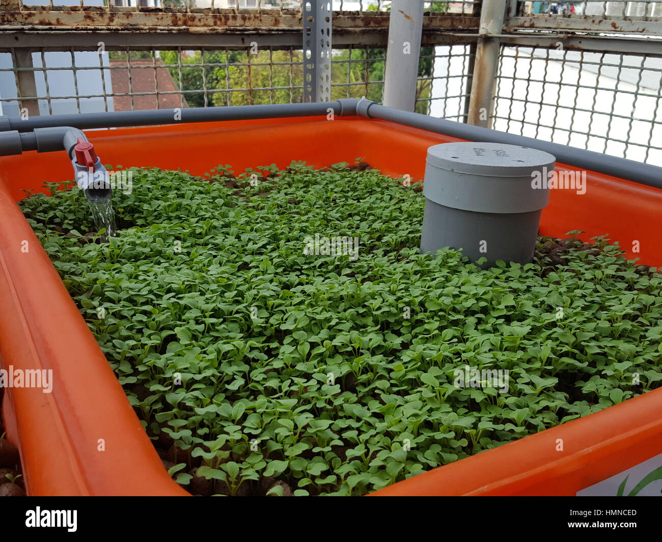 Aeroponic and hydroponic systems Stock Photo - Alamy