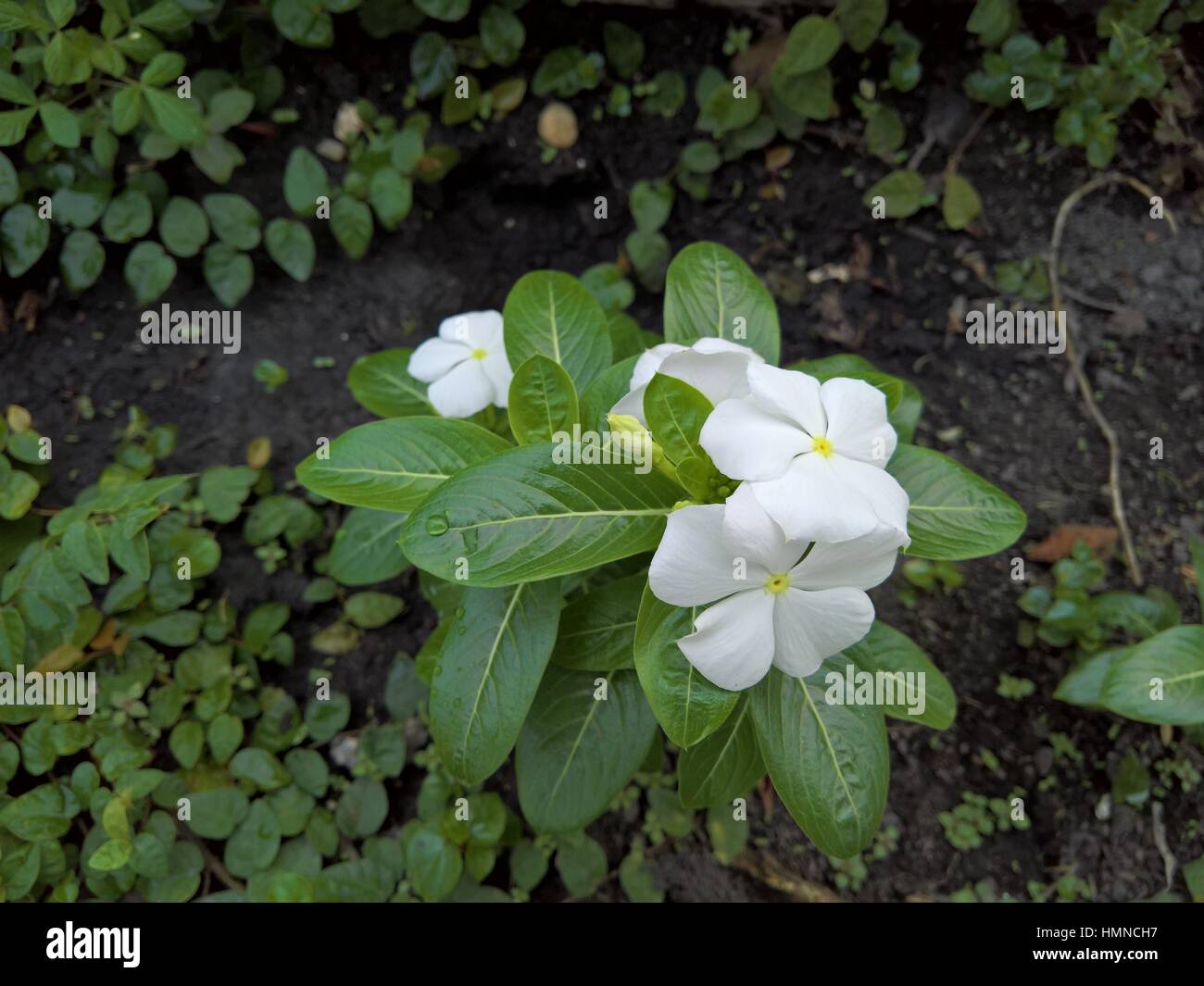 Vinca rosea catharanthus roseus hi-res stock photography and images - Alamy