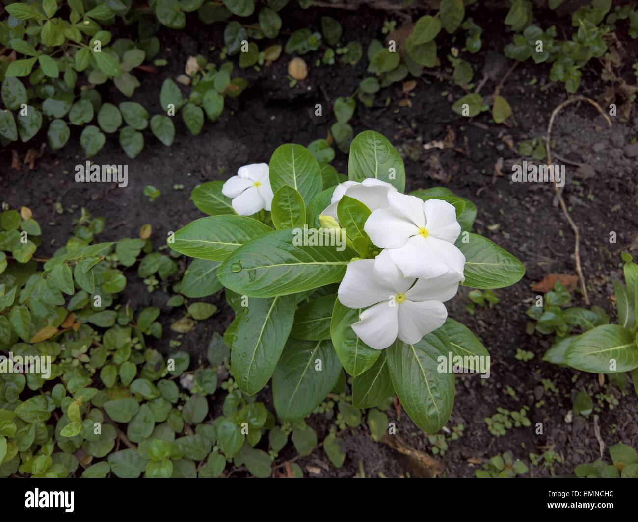 Vinca rosea catharanthus roseus hi-res stock photography and images - Alamy