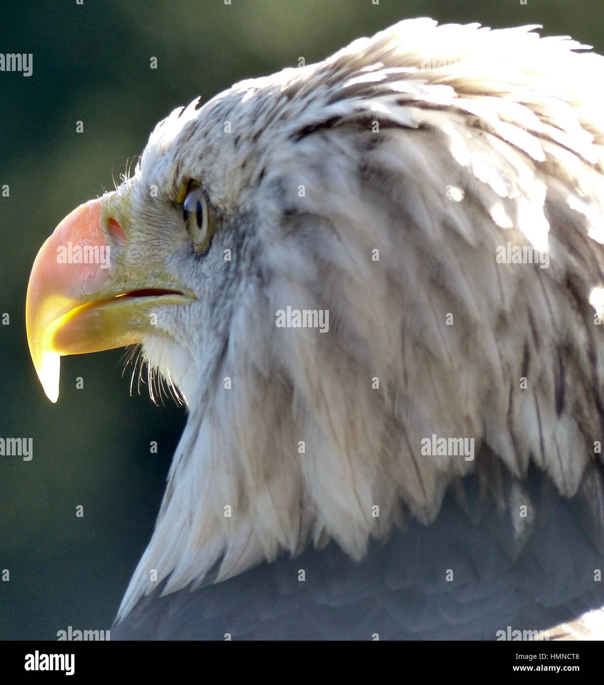 Eagle Warwick castle Stock Photo - Alamy