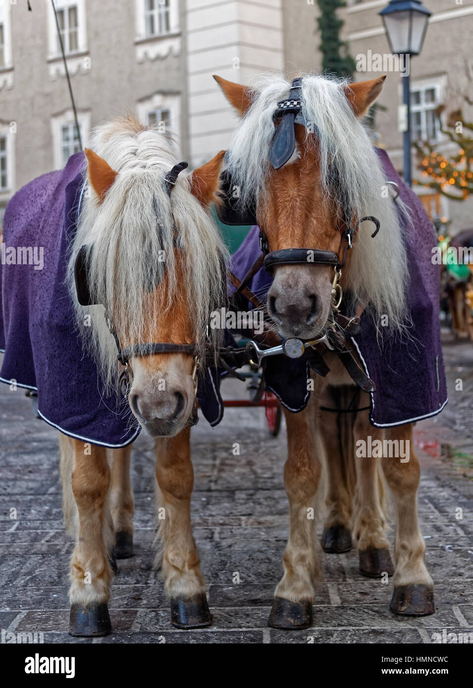Hansom austria hi-res stock photography and images - Alamy