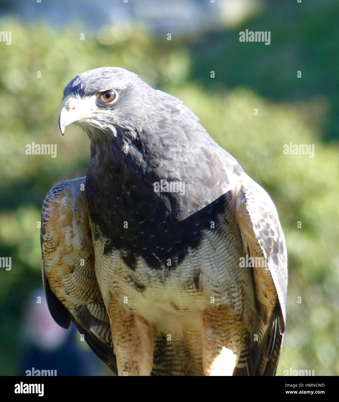 Falcon Warwick castle Stock Photo - Alamy