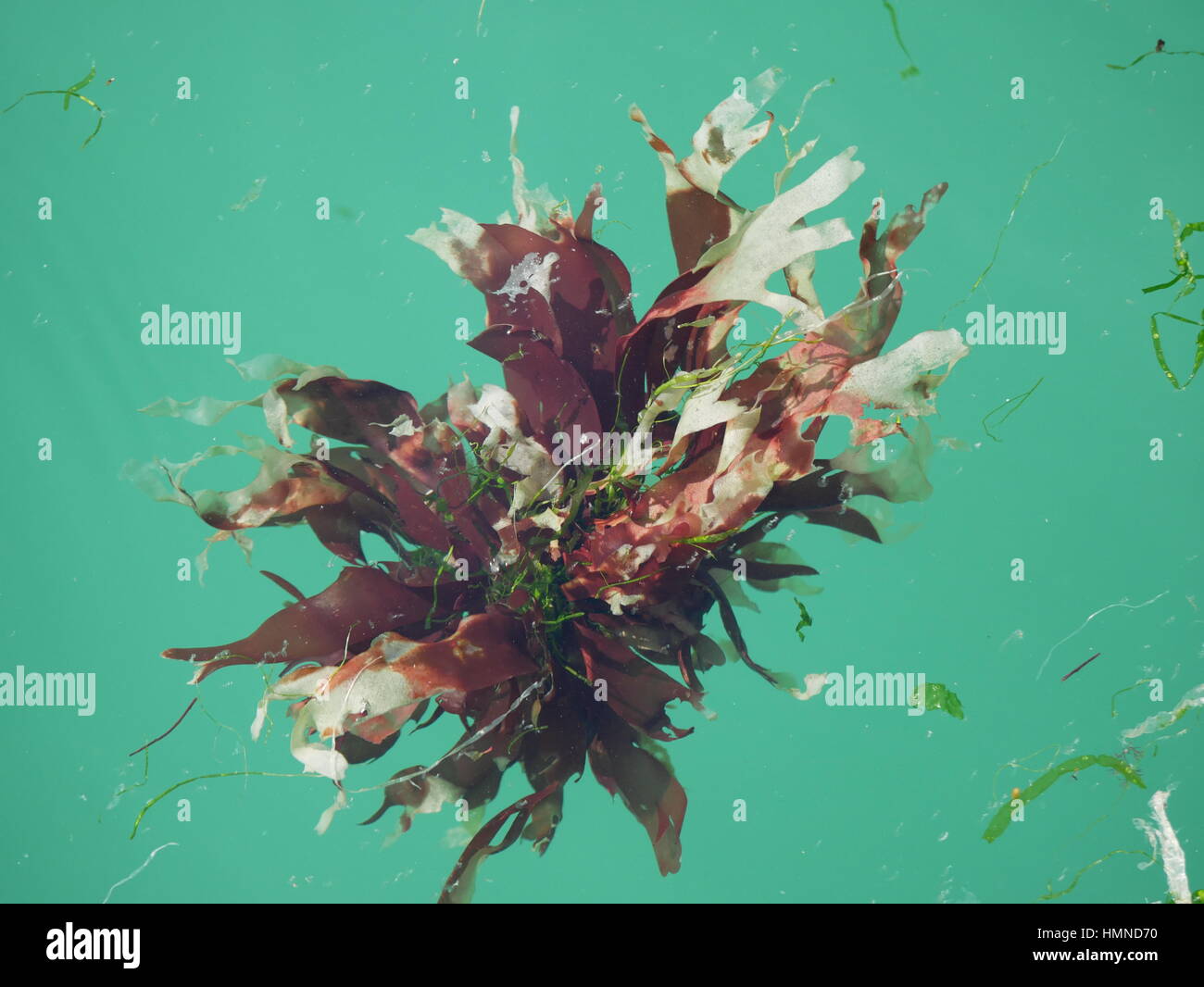 Seaweed floating in Harbour Stock Photo - Alamy