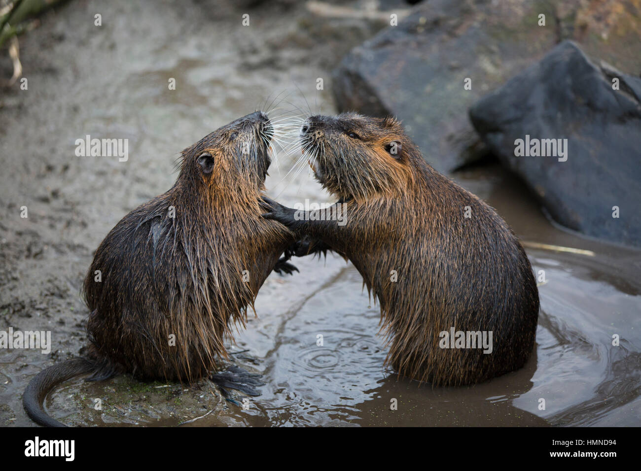 Bickering hi-res stock photography and images - Alamy
