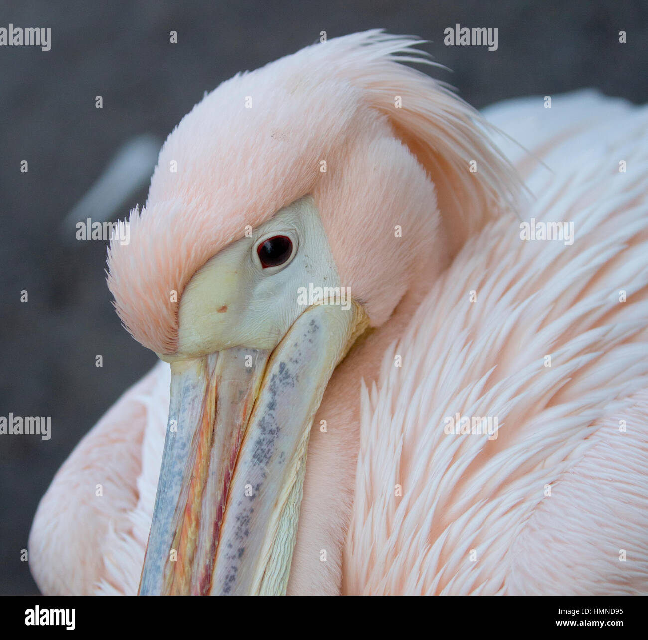 Big Nutria High Resolution Stock Photography and Images - Alamy