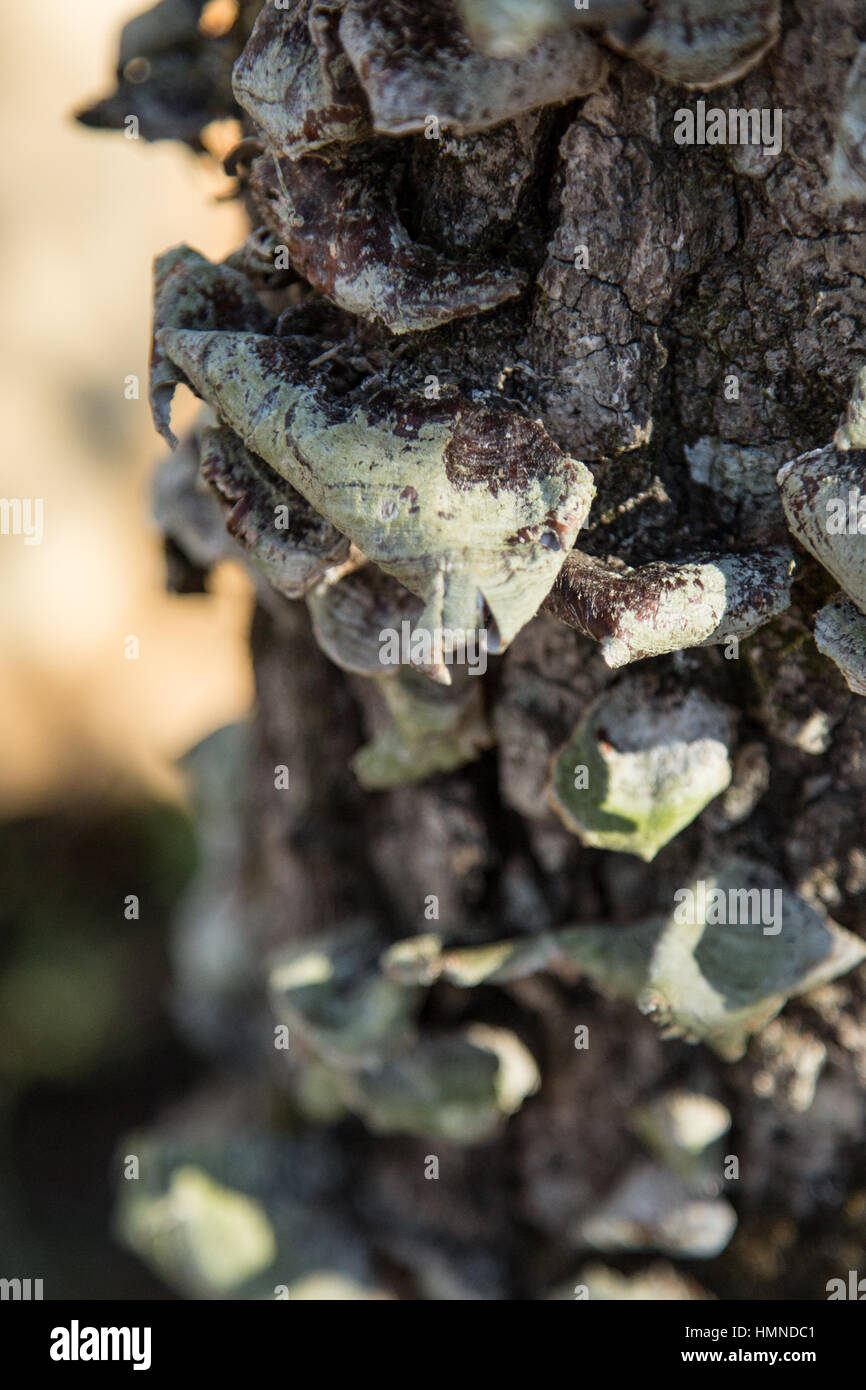 Close up view foreign hi-res stock photography and images - Alamy