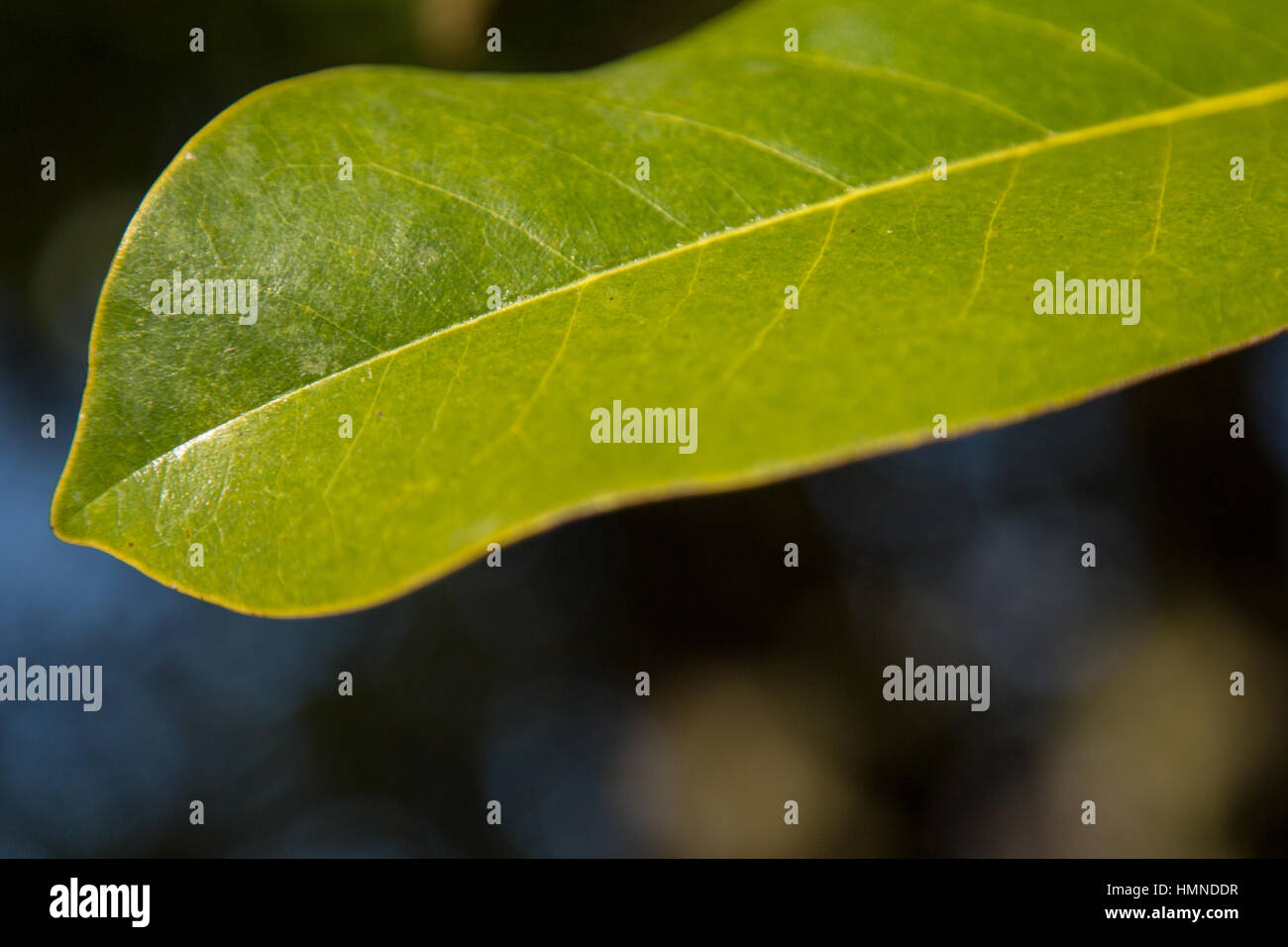 Magnolia anatomy hi-res stock photography and images - Alamy