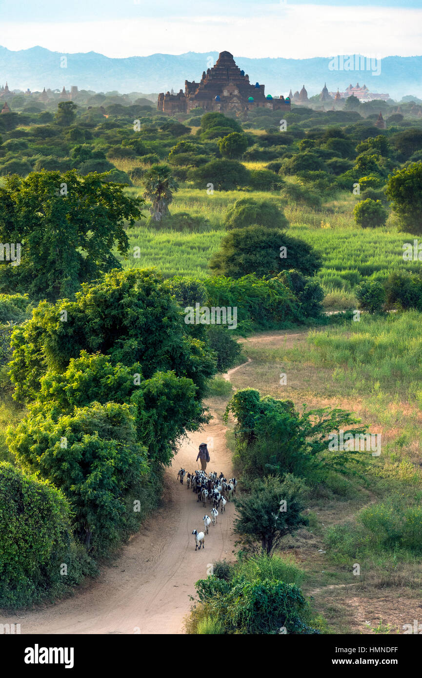 Myanmar (ex Birmanie). Bagan, Mandalay region. Herd of goat in the ...