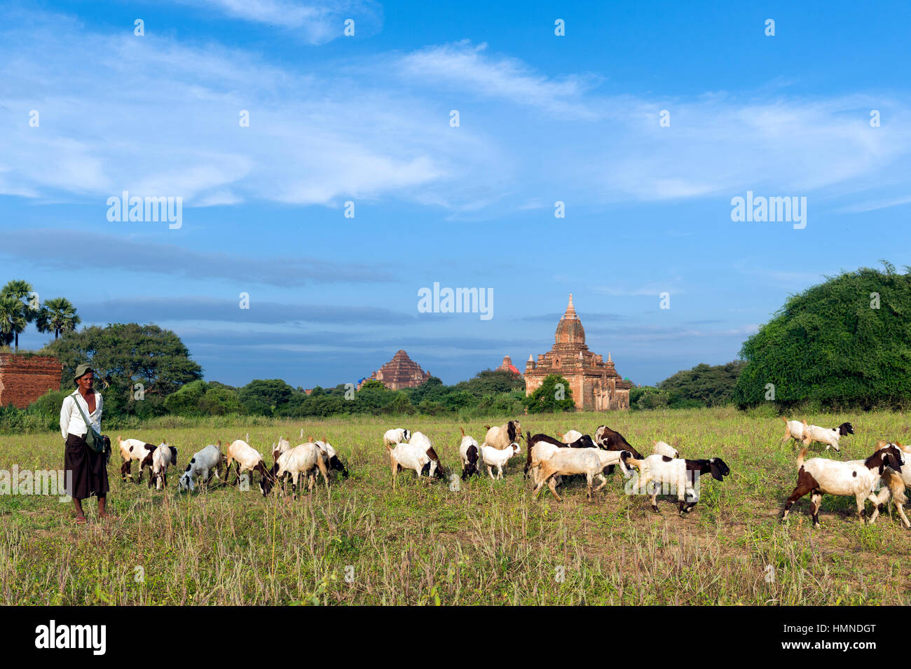 Burmese cattle herd in bagan hi-res stock photography and images - Alamy