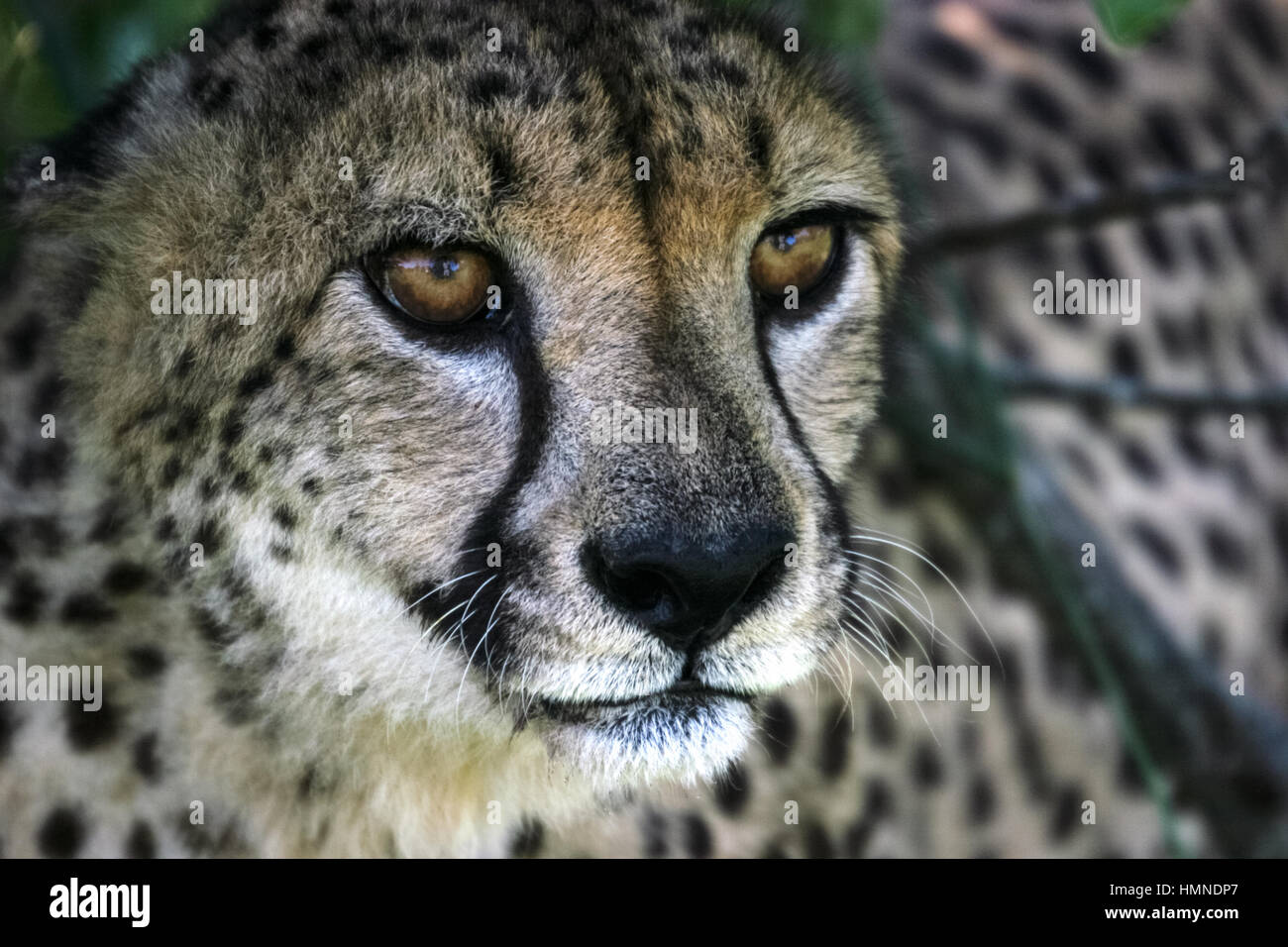 Cheetah resting in the shade during the midday sun Stock Photo - Alamy