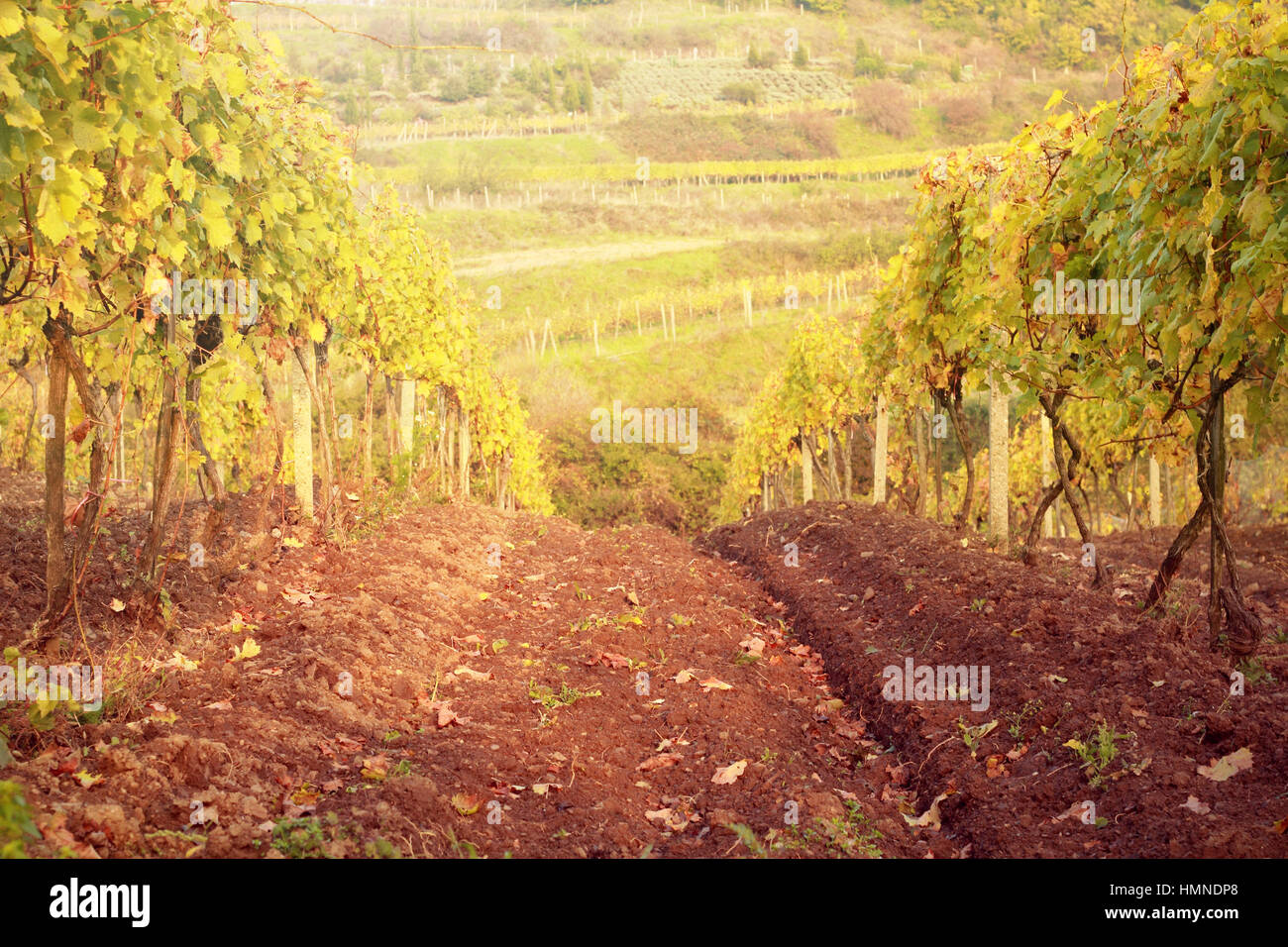 Vineyard orchard hi-res stock photography and images - Alamy