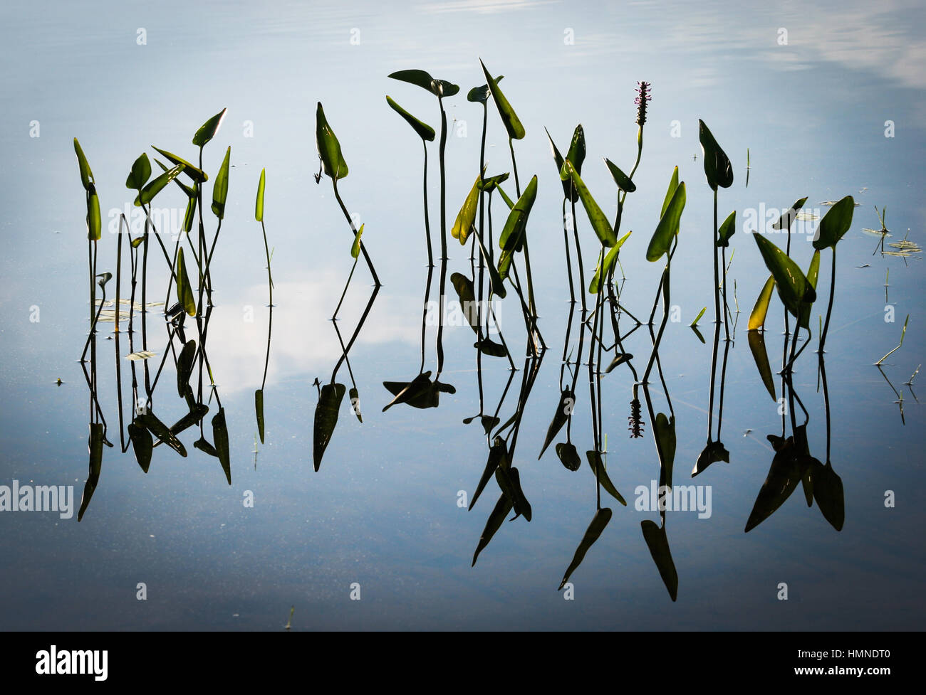 Reflections pond reeds in water hi-res stock photography and images - Alamy