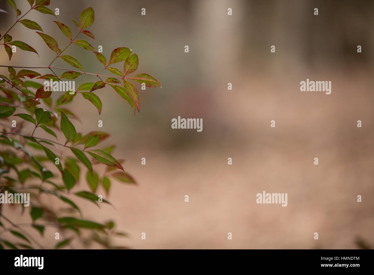 Leaves of a plant lit by natural light Stock Photo - Alamy