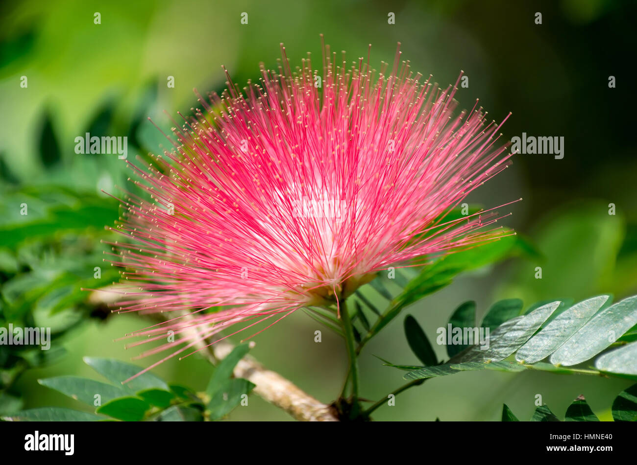 pink powderpuff flower or calliandra surinamensis and foliage in full ...