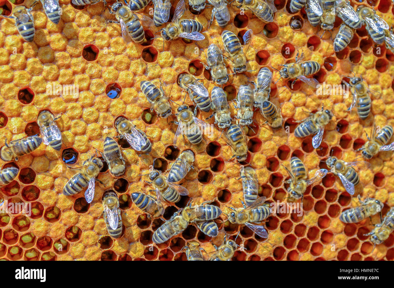 Real honey hi-res stock photography and images - Alamy