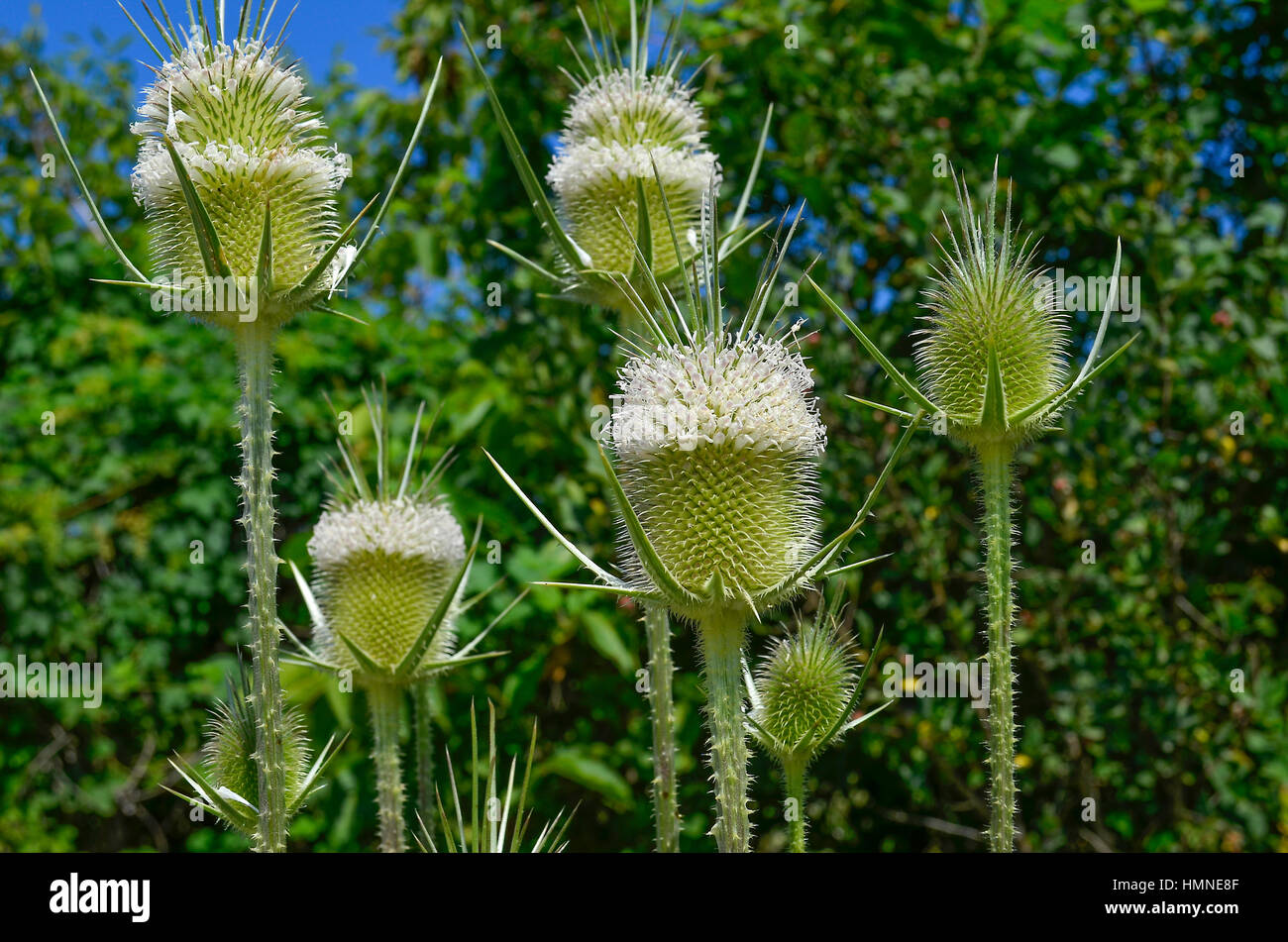 Cutleaf Teasel - Dipsacus laciniatus Stock Photo - Alamy