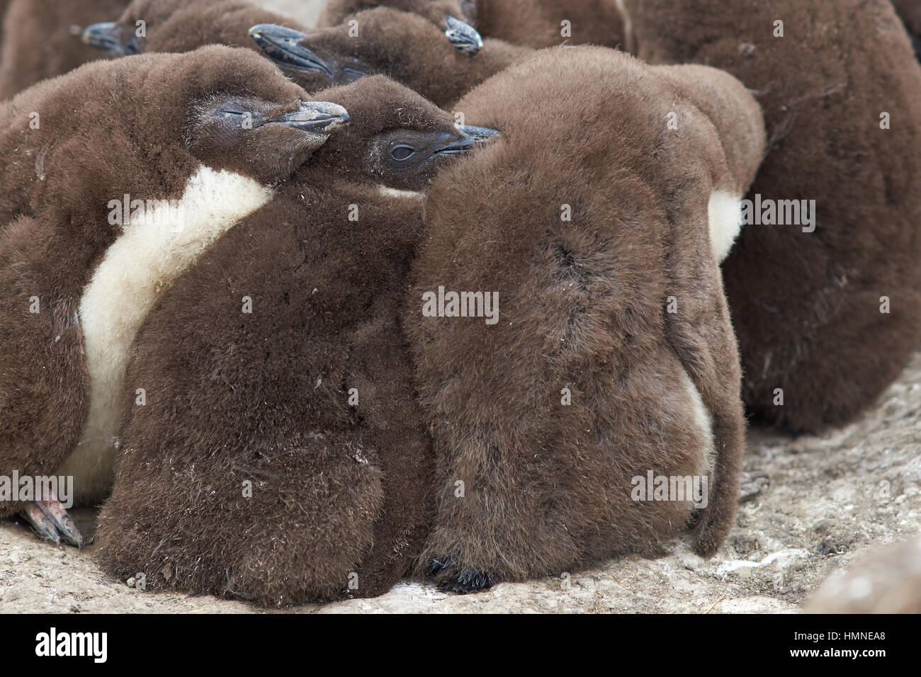 Penguin huddle together hi-res stock photography and images - Alamy