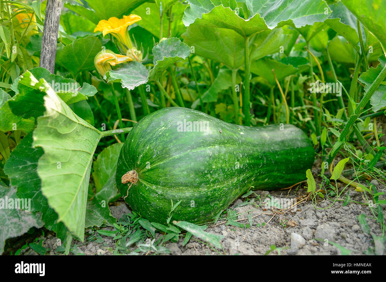 Healty nature hi-res stock photography and images - Alamy