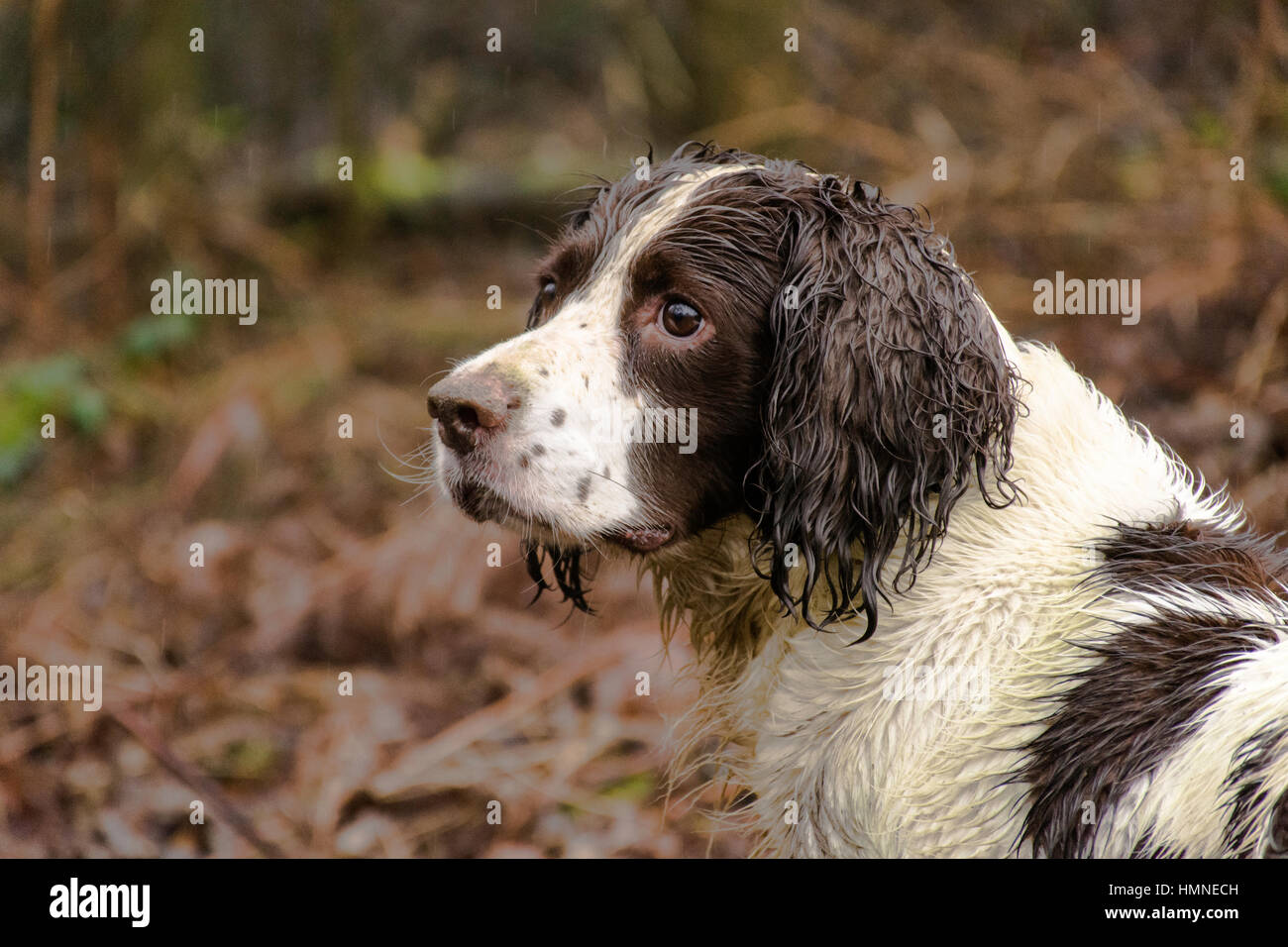 Wet wet wet white dog hi-res stock photography and images - Alamy