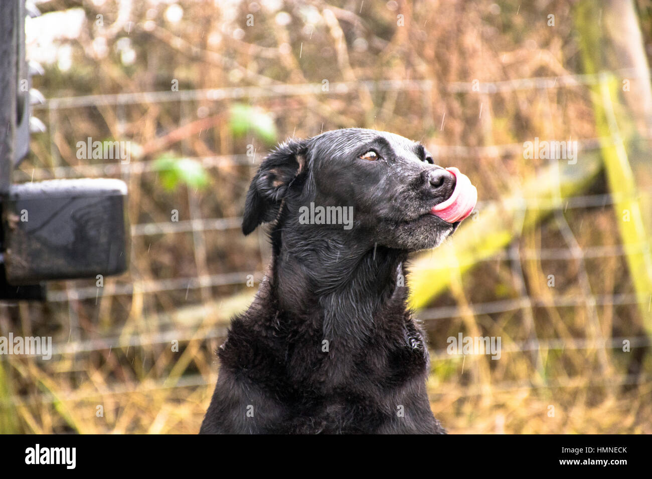 Black labrador dog tongue hi-res stock photography and images - Alamy