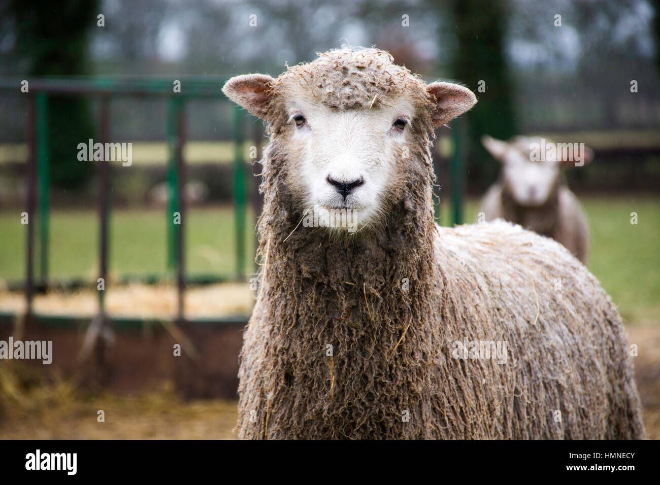 Wet sheep hi-res stock photography and images - Alamy