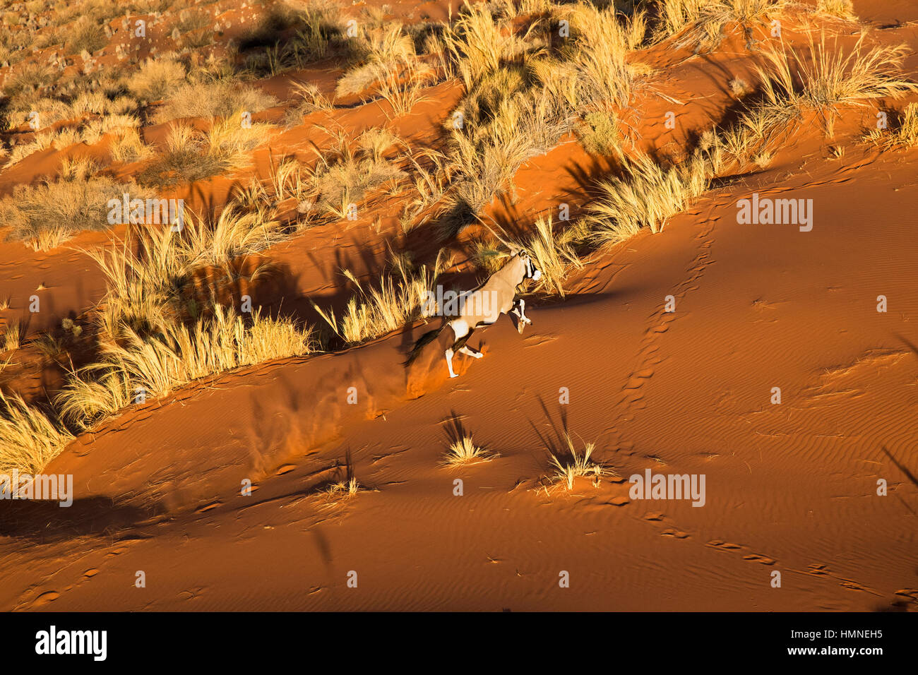 Antelope skeleton hi-res stock photography and images - Alamy