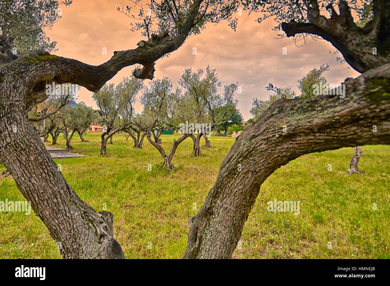 Olive trees in Southern France Stock Photo - Alamy