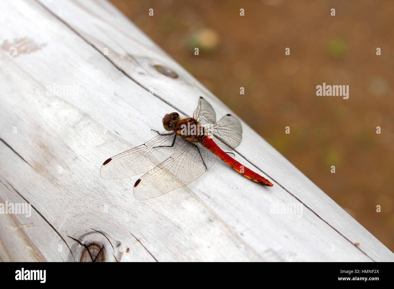 Aka tombo hi-res stock photography and images - Alamy